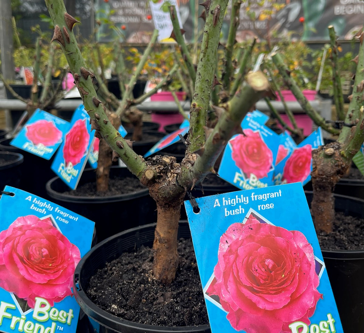 New season roses start to arrive! – Morgan Park Garden Centre
