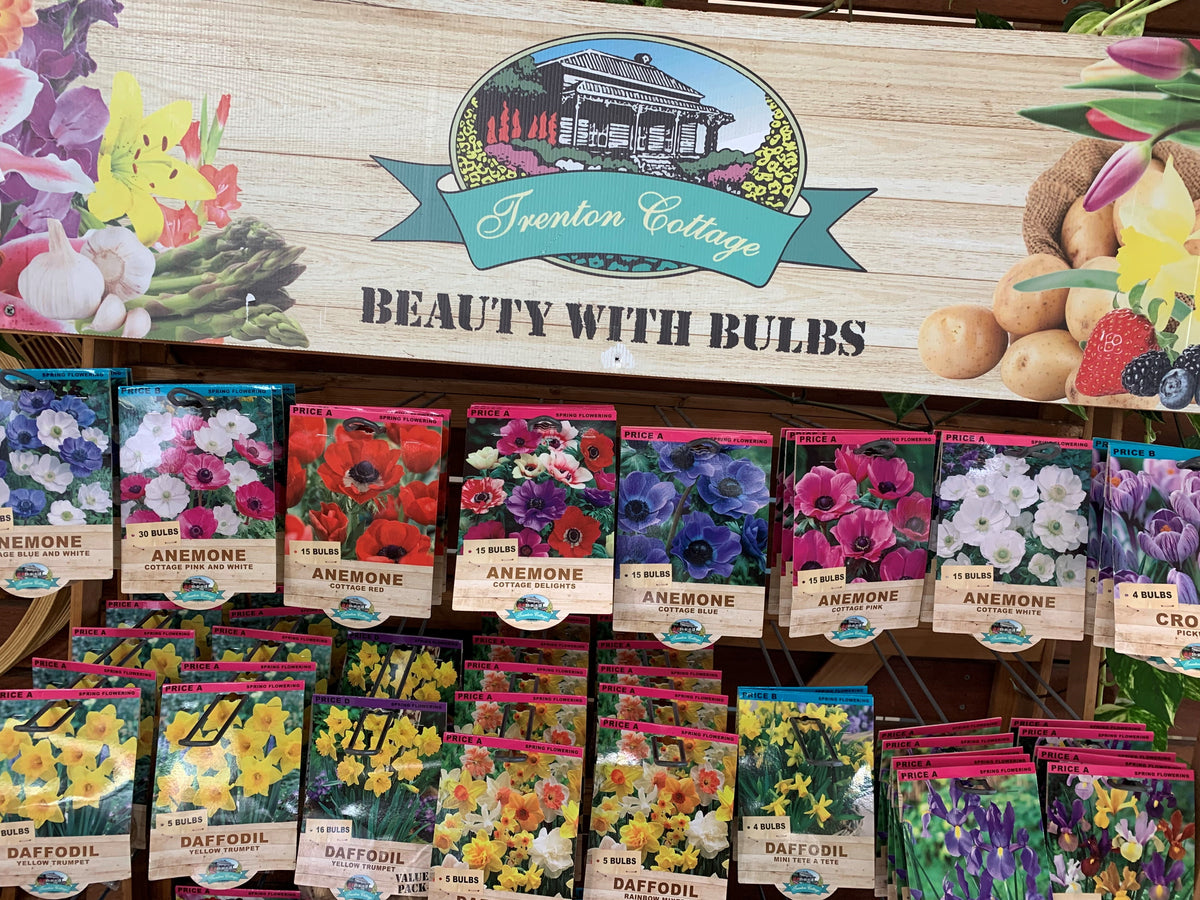 Spring flowering bulbs arrive! – Morgan Park Garden Centre