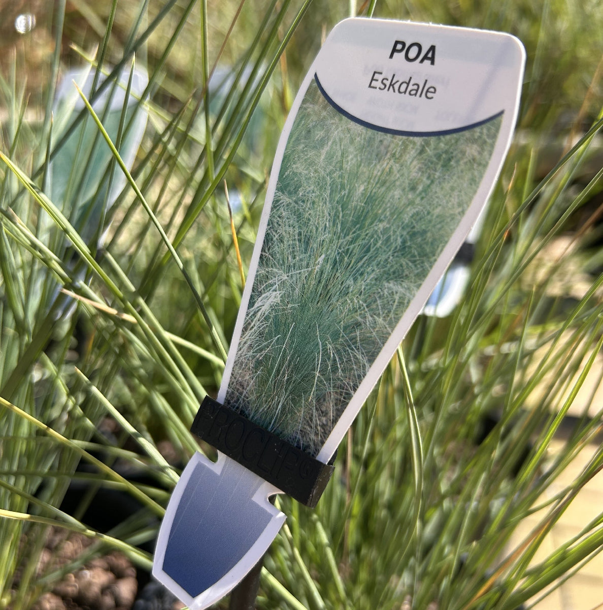 POA ESKDALE 140MM – Morgan Park Garden Centre