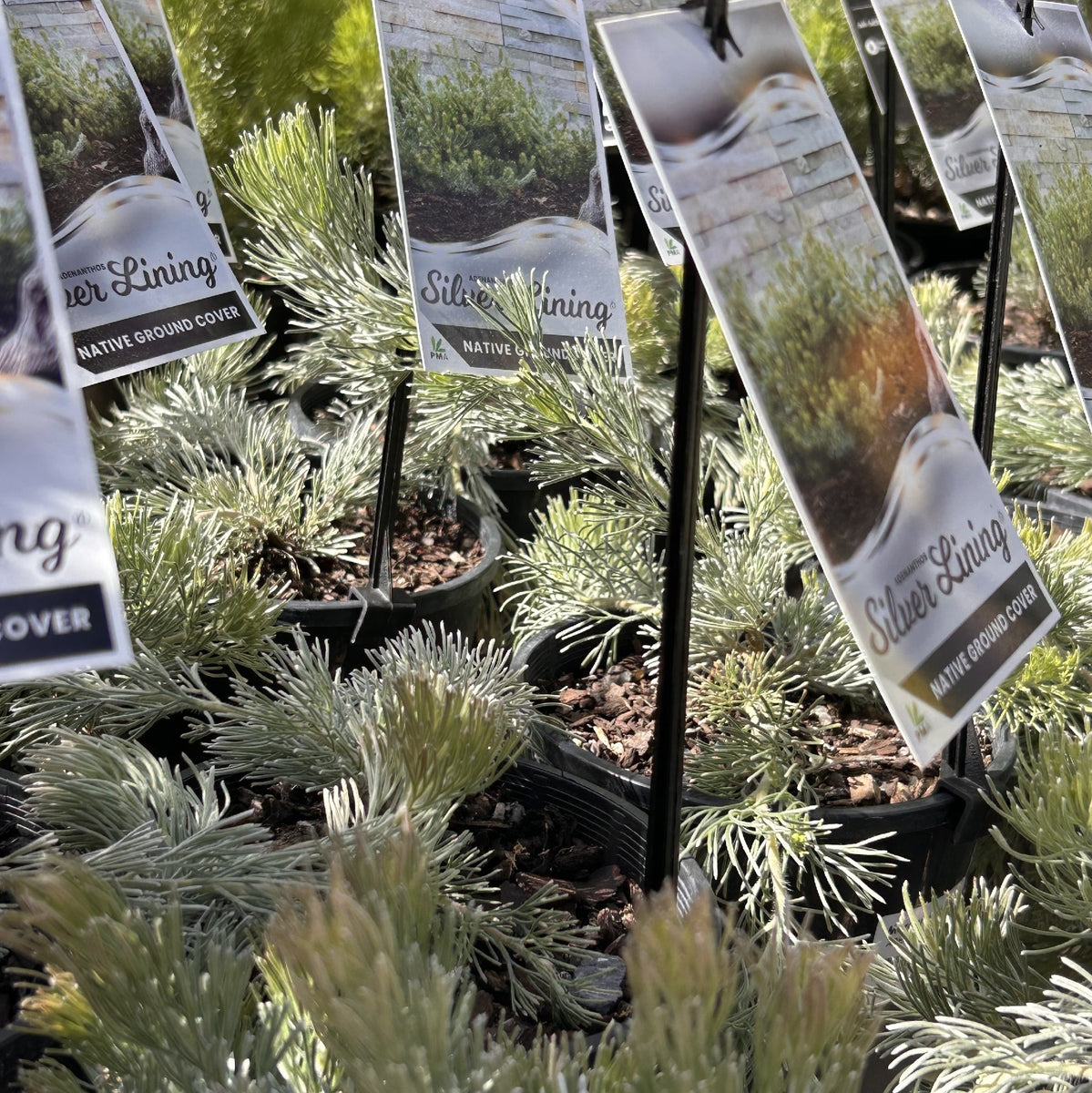 ADENANTHOS SILVER LINING 140MM – Morgan Park Garden Centre