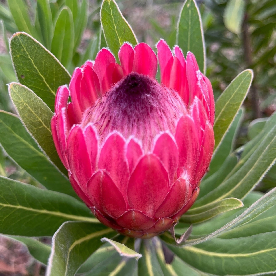 PROTEA RED ICE 140MM – Morgan Park Garden Centre