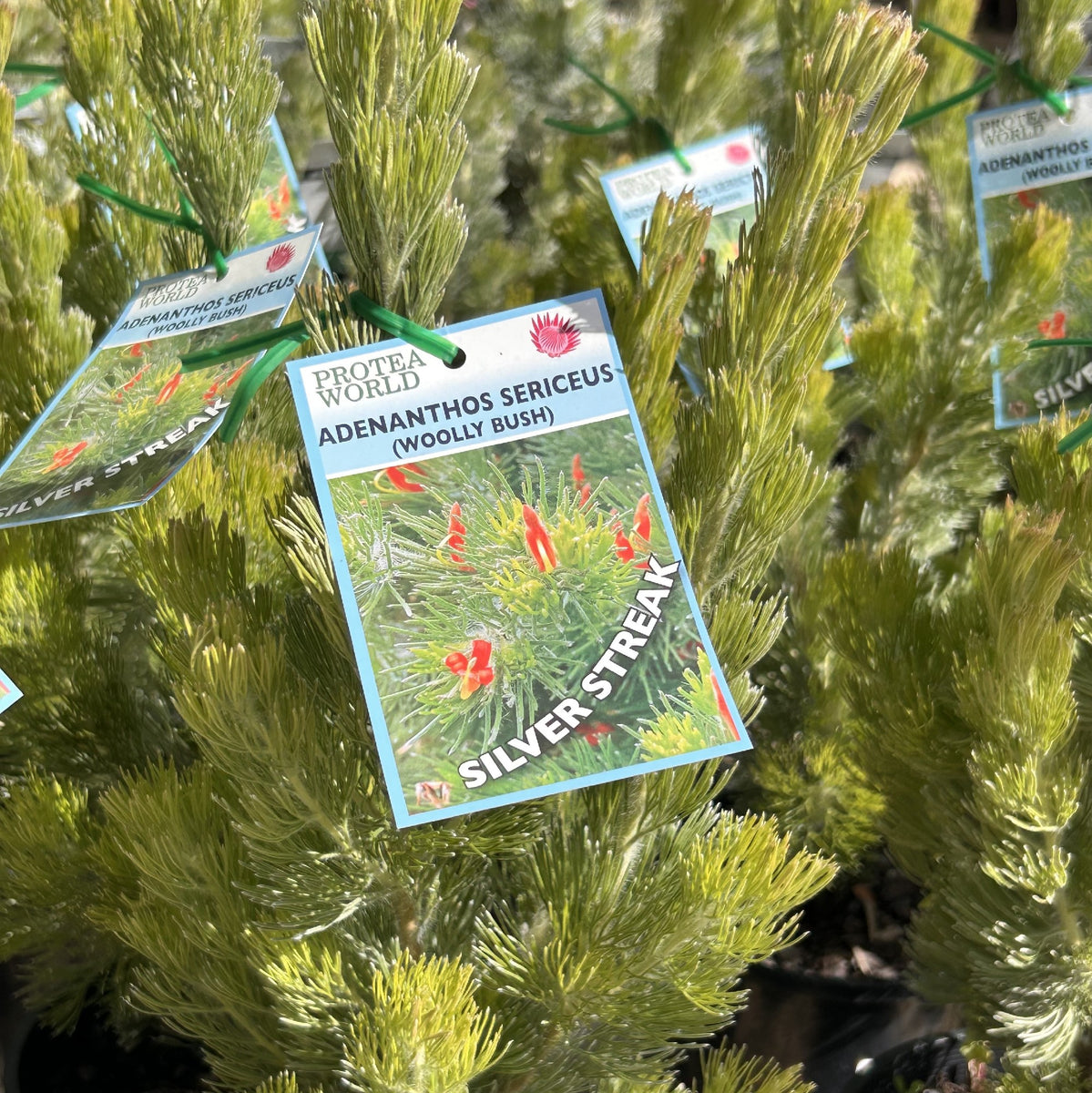 ADENANTHOS SILVER STREAK 14CM – Morgan Park Garden Centre