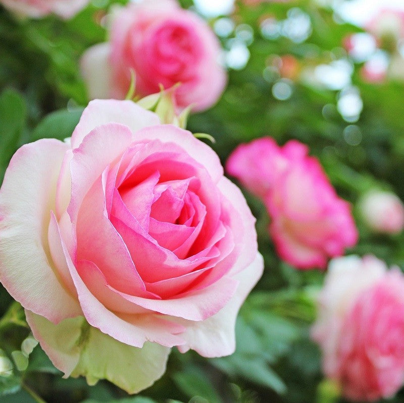 ROSES- ASSORTED VARIETIES – Morgan Park Garden Centre